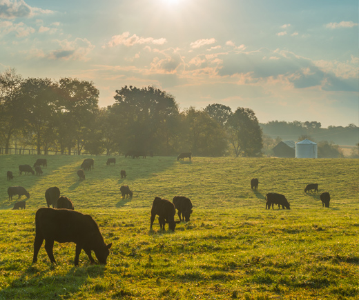 About – Country Prime